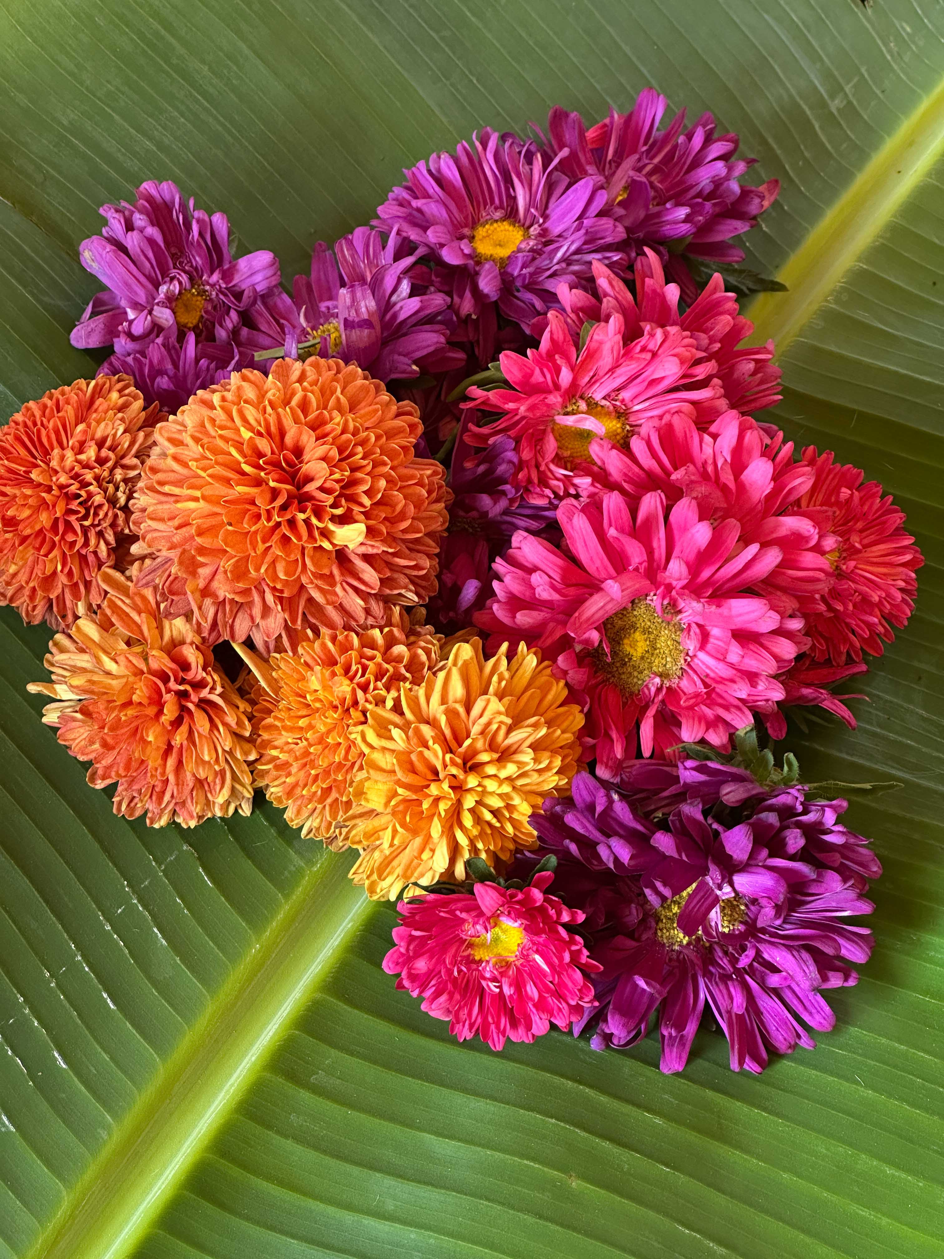 Mixed Aster & Marigold